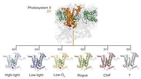Projects — The Molecular Evolution Lab
