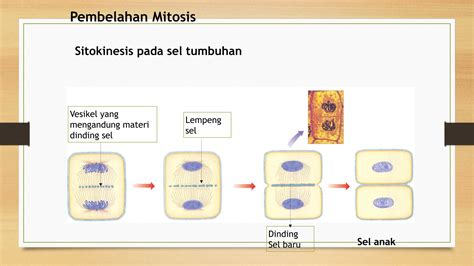 Pembelahan Sel Mitosis Dan Meiosisi Pptx