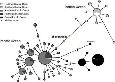 Median Joining Network For E Fusca From The Mtdna Coi Circles