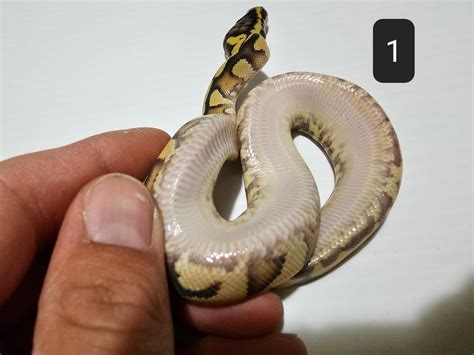 Ball Python Babies Id Help Ball Pythons Morphmarket Reptile Community