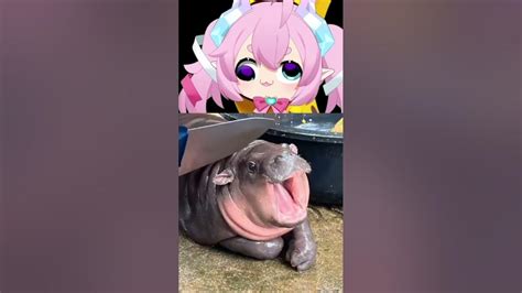 Oh No Moo Deng Shorts Chibidoki Vtuber Youtube