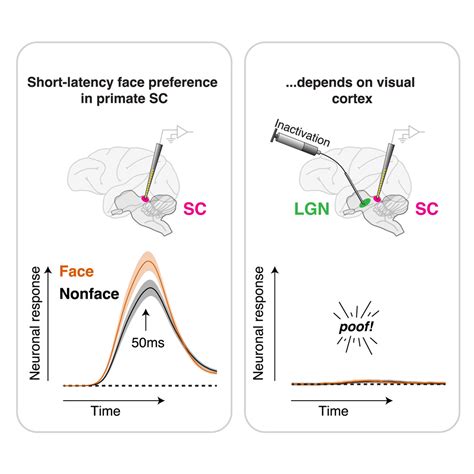 Short Latency Preference For Faces In Primate Superior Colliculus Depends On Visual Cortex Neuron