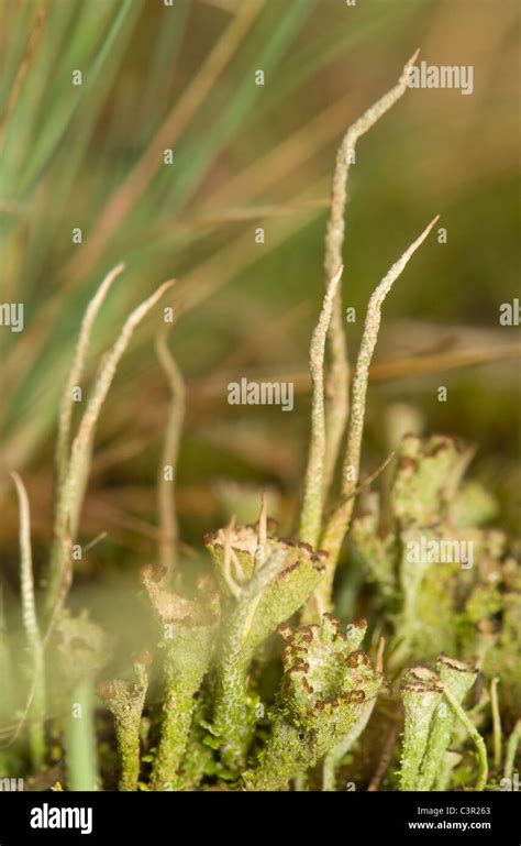 Treetrunk Texture Hi Res Stock Photography And Images Alamy