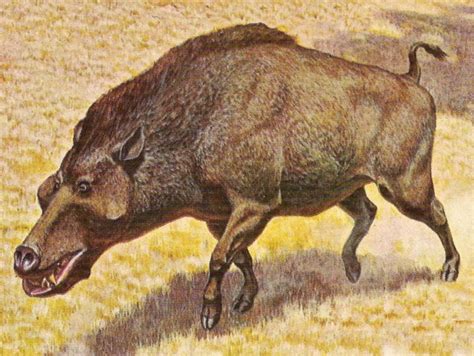 Entelodont The Prehistoric Hell Pig That Weighed 2000 Pounds
