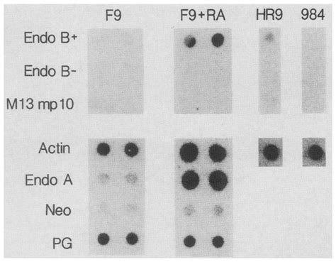 Nuclear Run On Analysis Of Endo B Expression Nu­ Clei Were Isolated Download Scientific