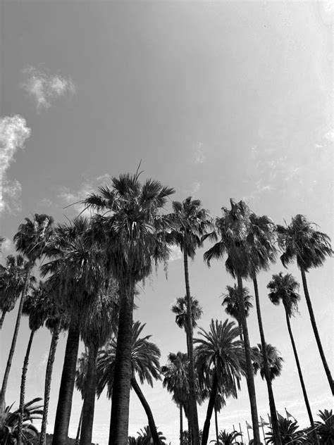 White Aesthetic Photography Discover 900 Black And White Photography