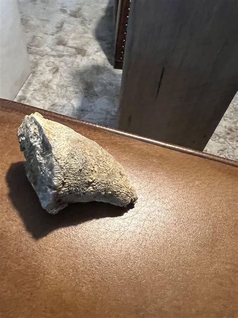 Fossilized Tooth Rdinosaur