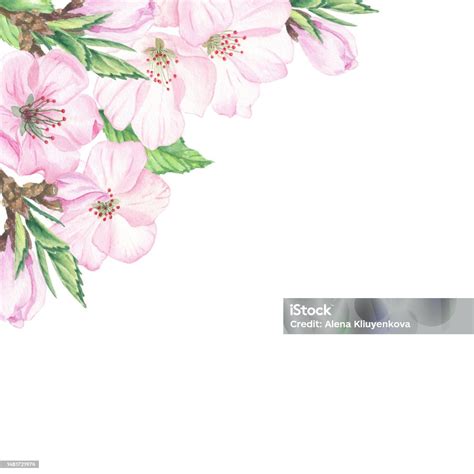 식물 스타일로 손으로 그린 수채화 그림 흰색 배경에 분홍색 벚꽃 새싹 녹색 잎의 프레임은 카드 초대장 엽서를 만듭니다 휴일 봄 꽃 프레임 귀여운에 대한 스톡 벡터 아트 및