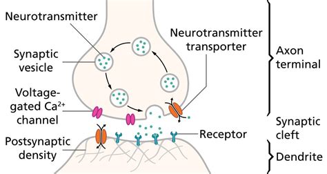 Synaptic Pruning Rwikipedia