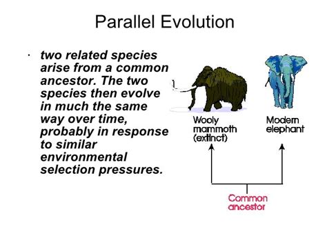 Parallel Evolution Examples Parallel Evolution An Overview