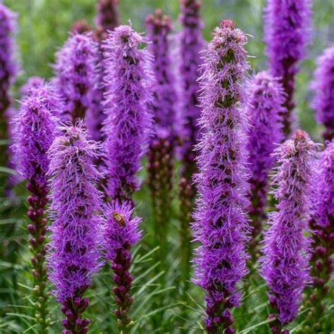 The Best 32 Perennial Flowers To Start From Seed Before Spring Plus A