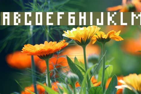 C Web Large Font FFonts Net