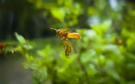 Diy Beehive Stingless Bees Kimberly In Costa Rica
