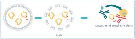 使用revvity Victor Nivo进行细胞水平的htrf检测 知乎