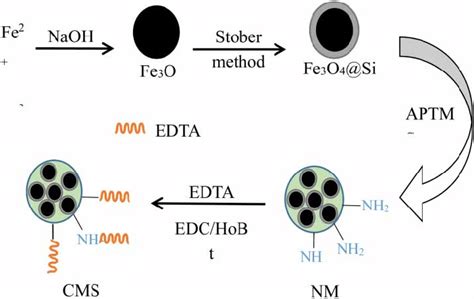 The Procedure For Preparation Of NMS And CMS Download Scientific Diagram