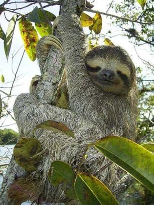 What Do Sloths Eat Sloths Diet By Types What Eats Soths