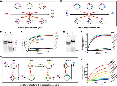 Programmable Allosteric Dna Regulations For Molecular Networks And