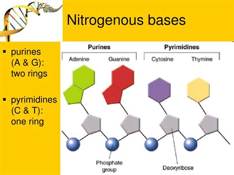 Ppt Dna And Rna Powerpoint Presentation Free Download Id6351158