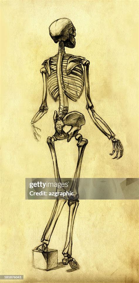 Skeleton Drawing Back View High Res Vector Graphic Getty Images