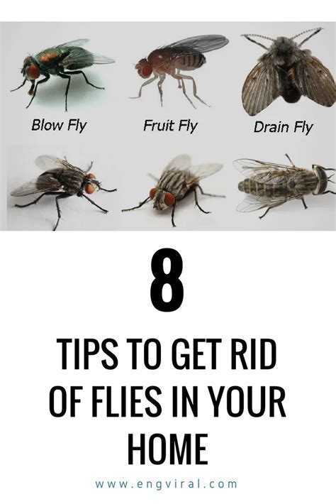 Why Does Flies Keep Landing On Me