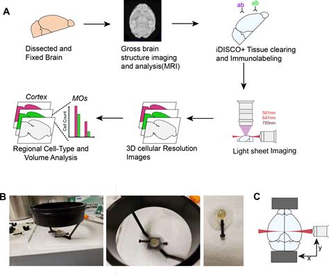 Whole Brain Single Cell Imaging And Analysis Of Intact Neonatal Mouse