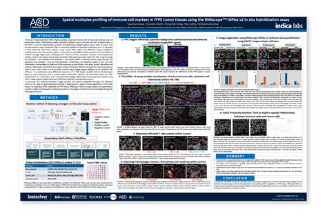 Spatial Multiplex Profiling Of Immune Cell Markers Rnascope Bio Techne
