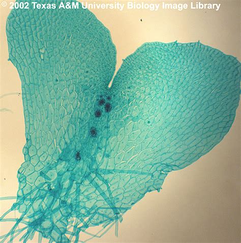 Monilophyta Lab Flashcards Quizlet