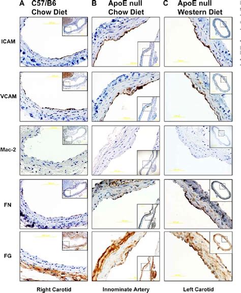 Figure 2 From The Subendothelial Extracellular Matrix Modulates Nf κb Activation By Flow