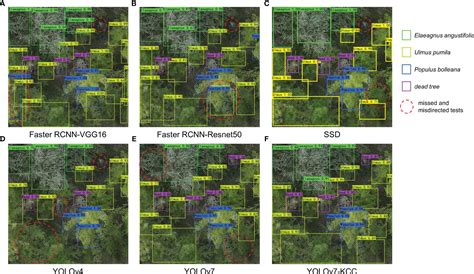 Frontiers A Tree Species Classification Model Based On Improved