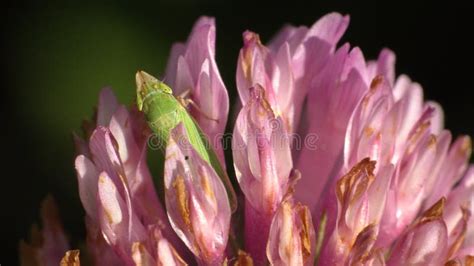 Hopper On A Clover Flower Stock Image Image Of South 262314137