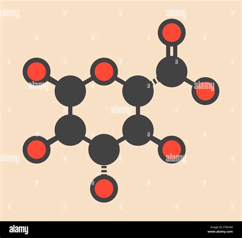 Glucuronic Acid Molecule Glucuronidation Of Xenobiotics Plays Role In