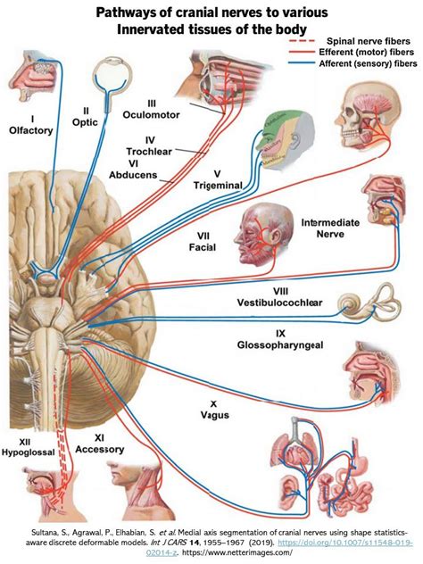 Cranial Nerves Pathways