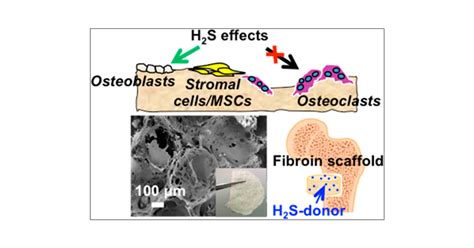 Silk Fibroin Porous Scaffolds Loaded With A Slow Releasing Hydrogen Sulfide Agent Gyy4137 For