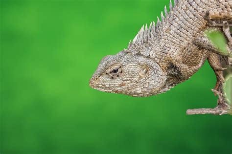 파충류 애호가 도마뱀 Pixabay의 무료 사진