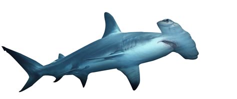 Shark PNG Shark Transparent Background FreeIconsPNG