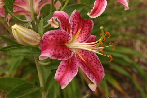 Stargazer Lily Stargazer Lilies For Sale Buying And Growing Guide