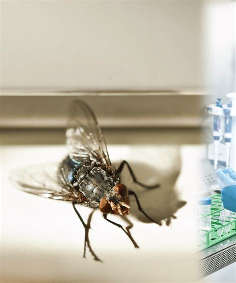 Scientists Are Breeding A Super Fly That Can Produce 100x More Offspring