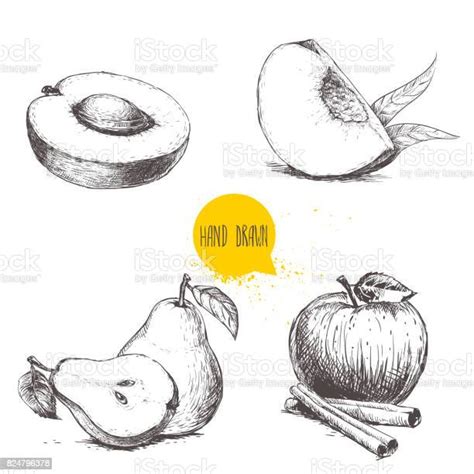 손으로 그린 스케치 스타일 과일 세트입니다 살구 복숭아 분기 Leafs 전체 배와 절반 계 피와 애플 흰색 배경에서 벡터 일러스트 레이 션 컬렉션입니다 계피에 대한 스톡