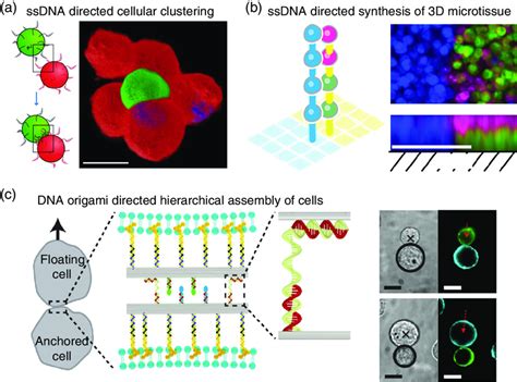 dna‐guided assembly of living cells a ssdna‐directed clustering of