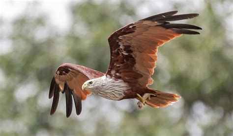 Brahminy Kite Facts Distribution And Population Biodb