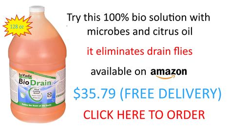 Drain Fly Life Cycle Drain Flies