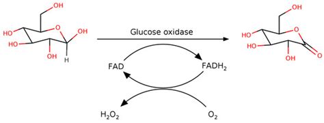Glucose Oxidase An Enzyme Ferrari” Its Structure Function