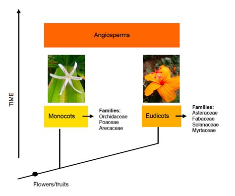 Angiosperm Monocot Examples