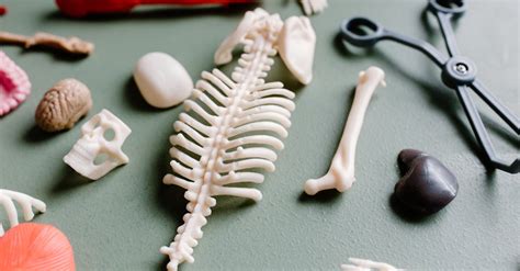 Stretch Your Way To Spine Bliss Integrating Pulse Align For Healthier Living 🧘‍♀️