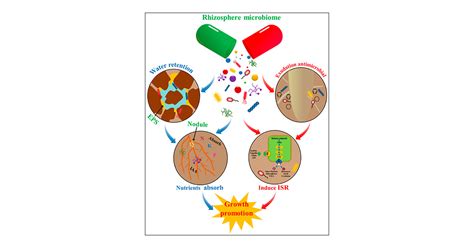Rhizosphere Microbiome Assembly And Its Impact On Plant Growth Journal Of Agricultural And