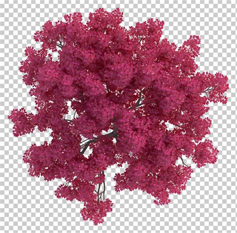 Tree Plan Cluster Of Pink Flowers Png Clipart Bloom Cluster Tree Plan Cluster Of Pink Flowers Png Clipart Bloom Cluster
