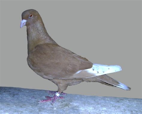 Порода голубей русский немецкий кайзер (58 фото) - красивые фото и ...