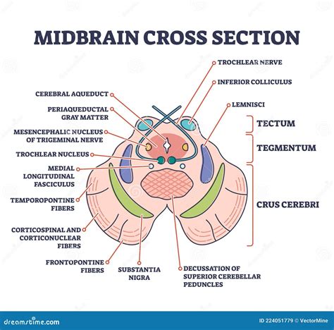 Midbrain Cross Section With Labeled Brain Structure Parts Outline Diagram Cartoon Vector