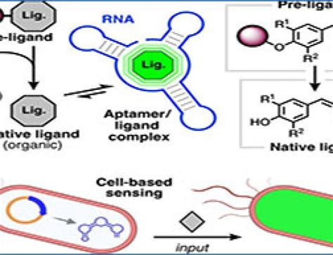 Scrank Ranking Of Cell Clusters In A Single Cell Rna Sequencing