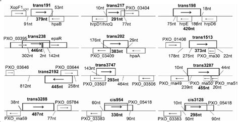 Schematic Presentation Of The Genomic Positions Of Selected Srna Genes